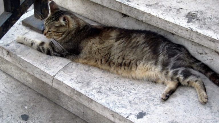 El gato romano: todo lo que necesitas saber - MUY GATOS